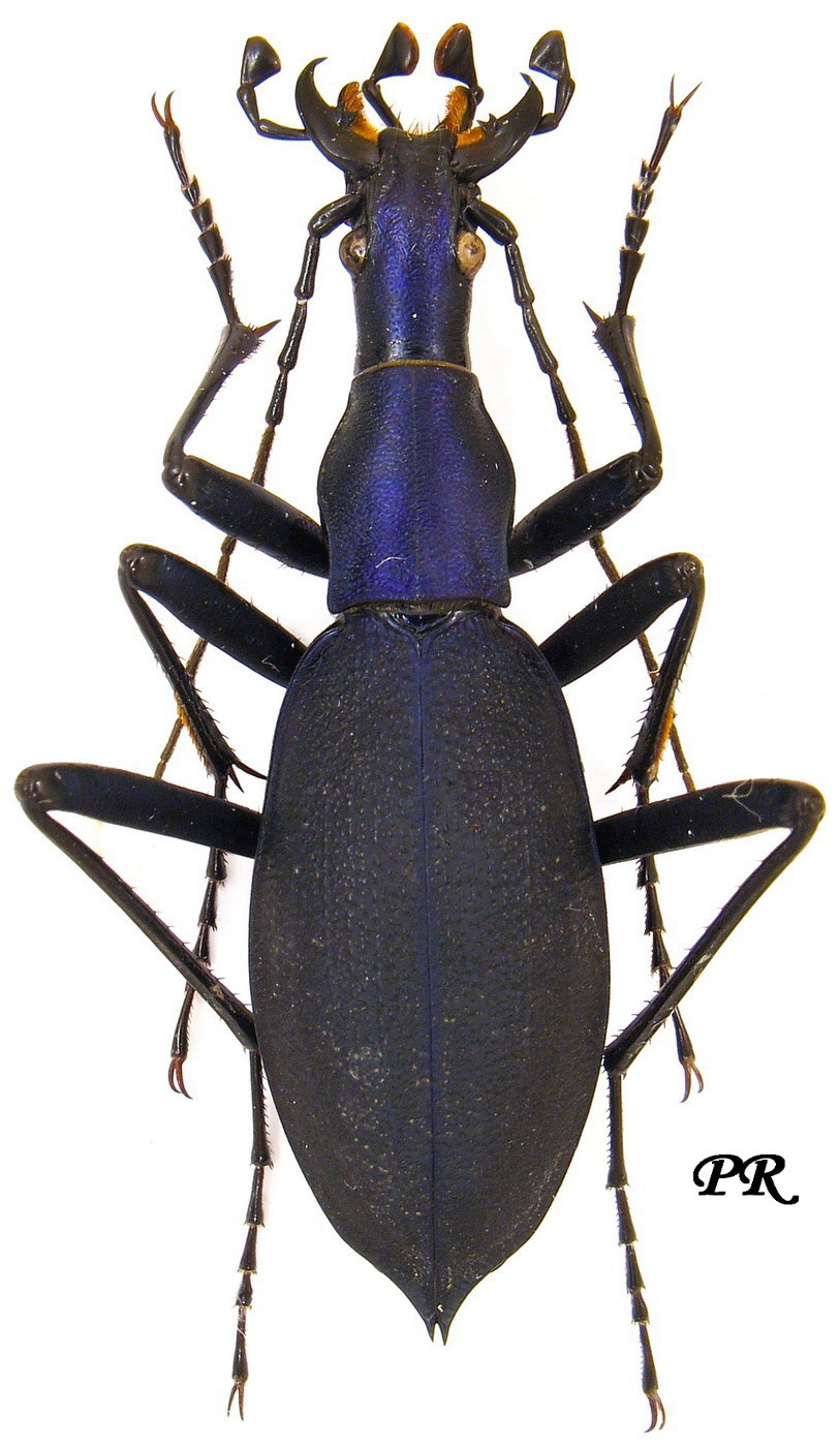 Carabus (Damaster) blaptoides (Kollar, 1836) - Carabidae